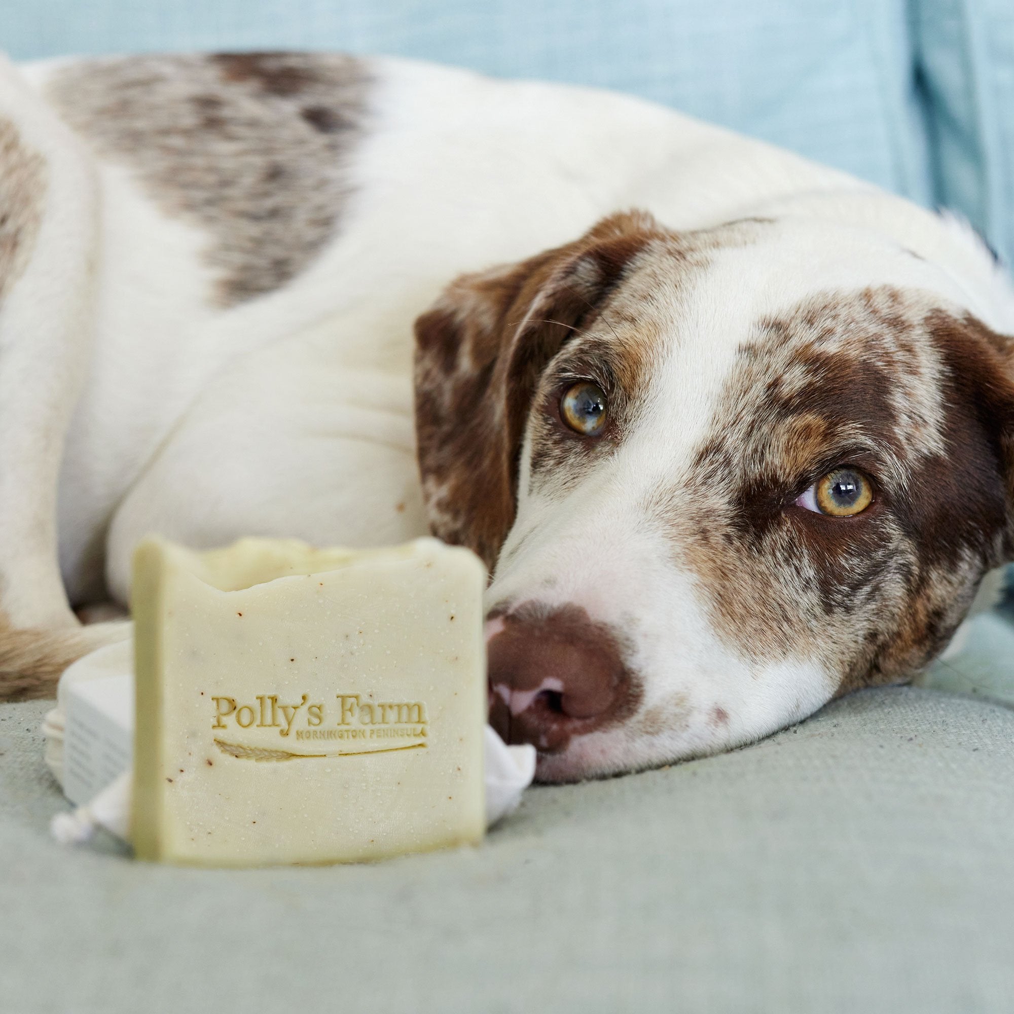 Polly's Farm Natural Pet Soap (Tea Tree, Nettle & Calendula - 110g)